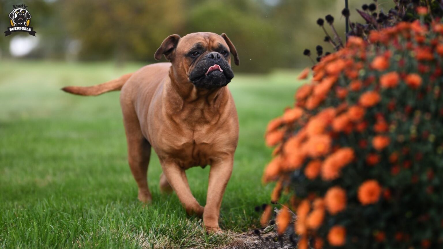 Bullmastiffs vs African Boerboels | Comparison of the Breeds