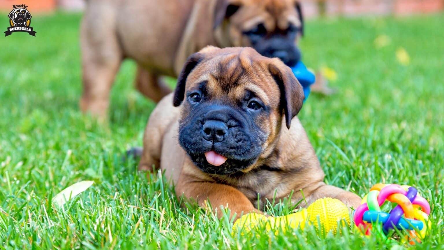 Bullmastiffs vs African Boerboels | Comparison of the Breeds