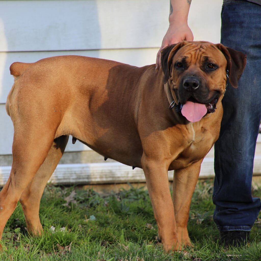 Balto Lady Female | Exotic Boerboels