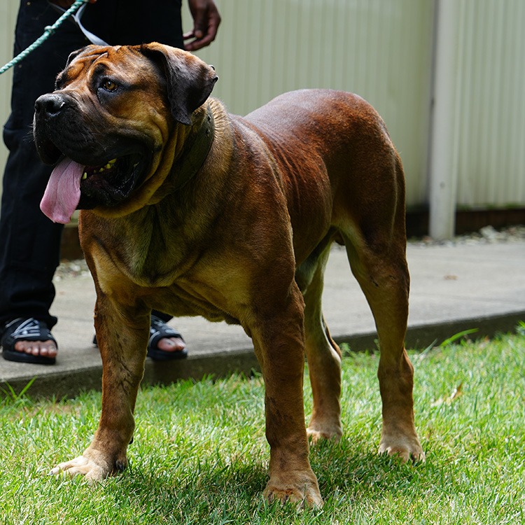 Exotics Tigger | Exotic Boerboels