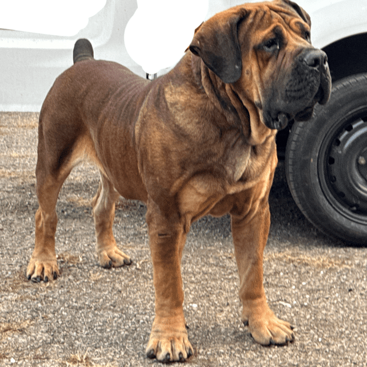 Exotics Tigger | Exotic Boerboels